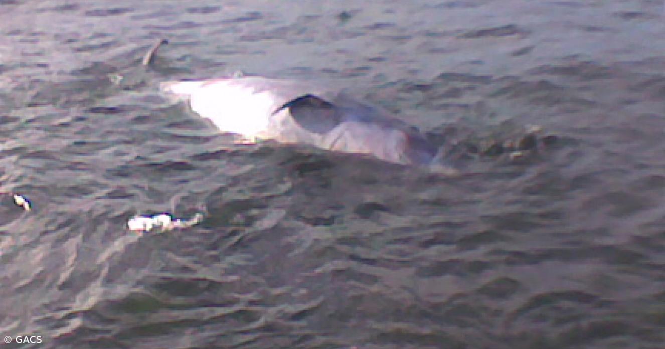 Governo vai criar roteiros sobre o património baleeiro - Açoriano Oriental