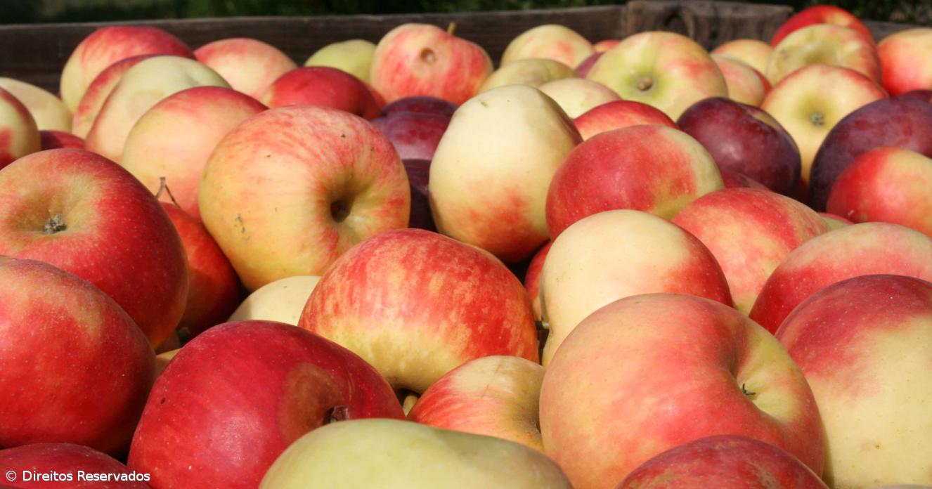Cooperativa evita desperdício de mais de 50 toneladas de "fruta feia ...