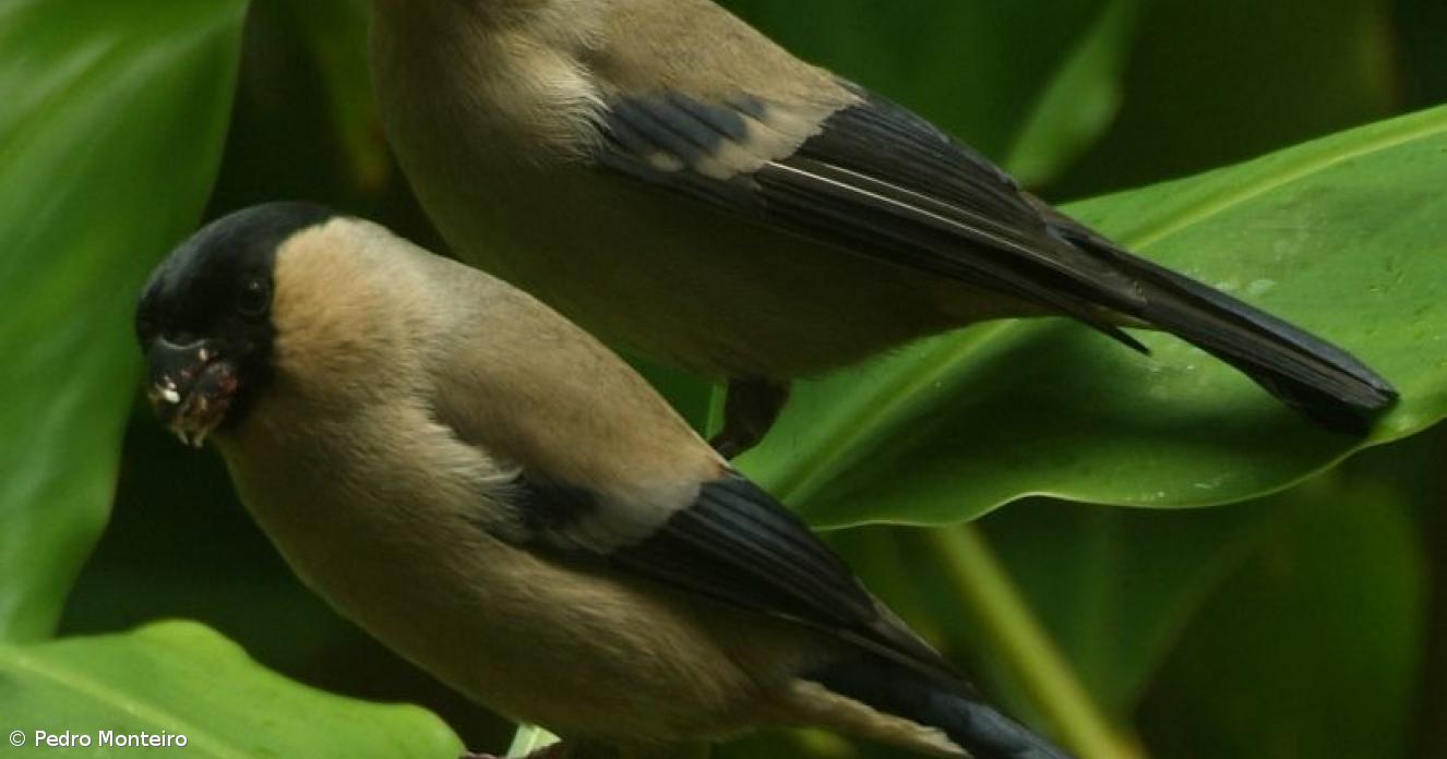 Documentário "Atlas do Priolo 2012" apresentado em Lisboa - Açoriano ...