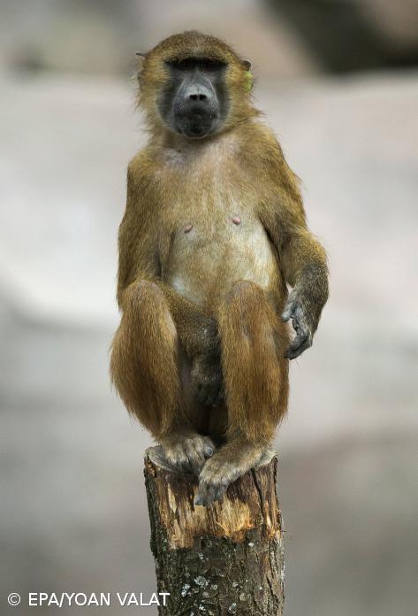 50 macacos escapam das jaulas no zoo de Paris e visitantes são ...