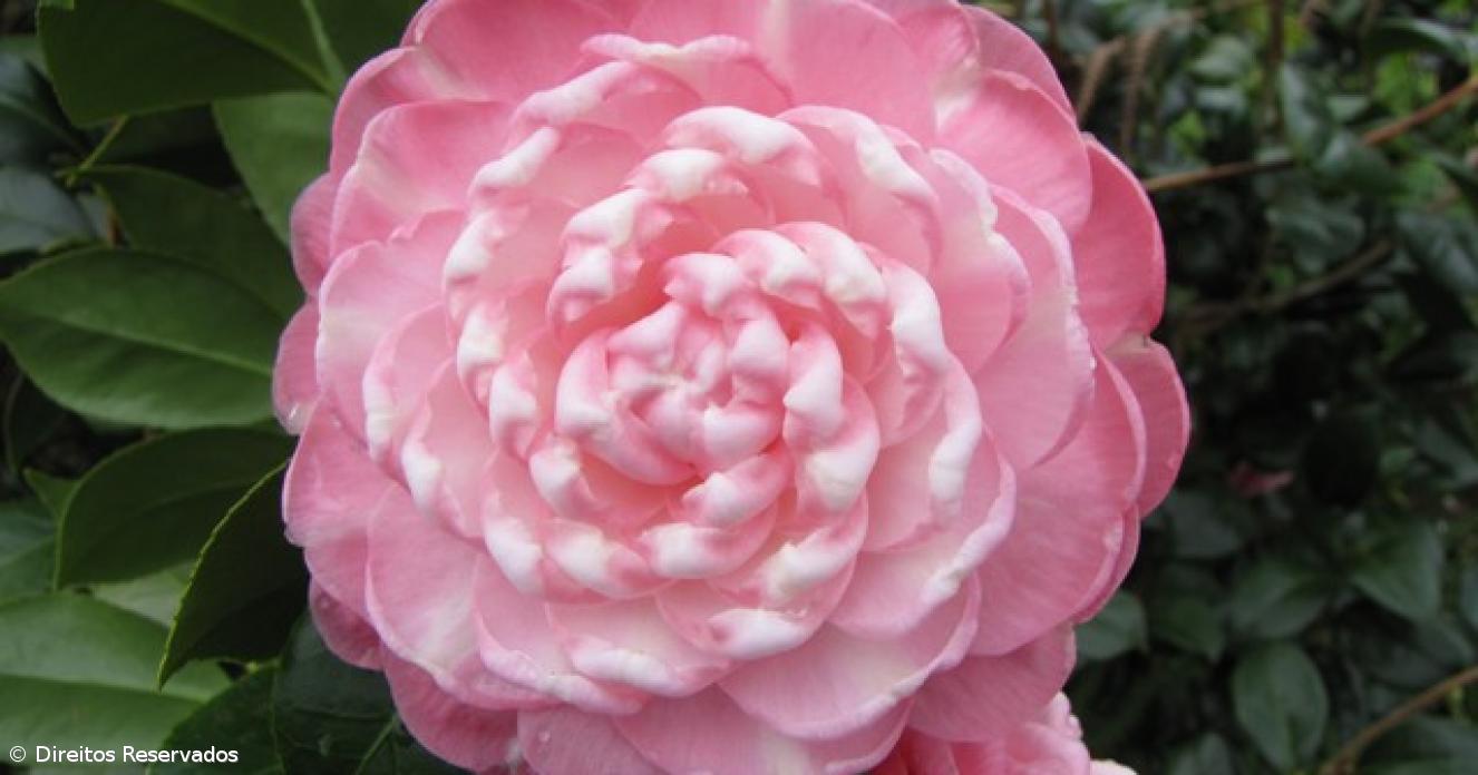 Várias variedades de camélias em exposição nas Furnas - Açoriano Oriental