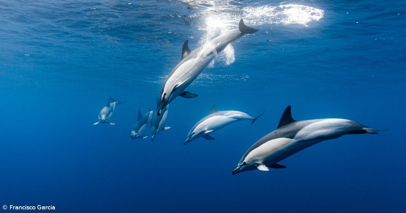 Fundação Oceano Azul congratula Governo dos Açores por proteção do mar ...